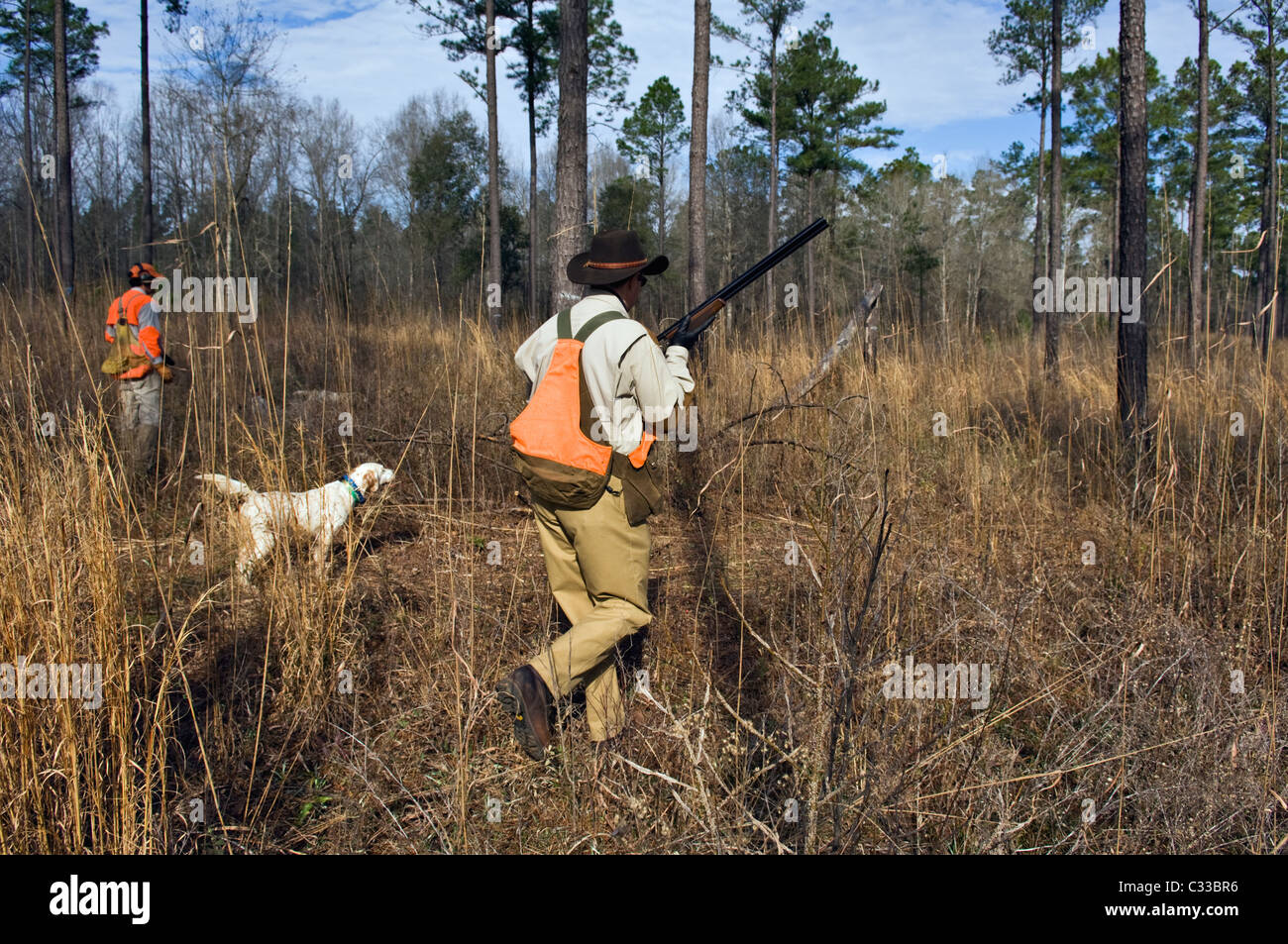 Upland Bird Hunter, Guide and English Setter on Point during a Bobwhite ...