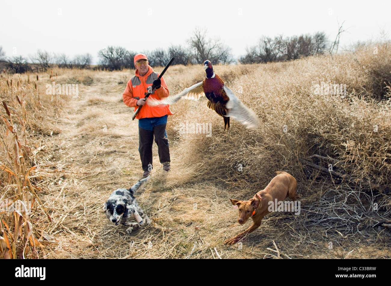 Upland Bird Hunter, Vizsla, English Setter and Flushing Ringneck ...