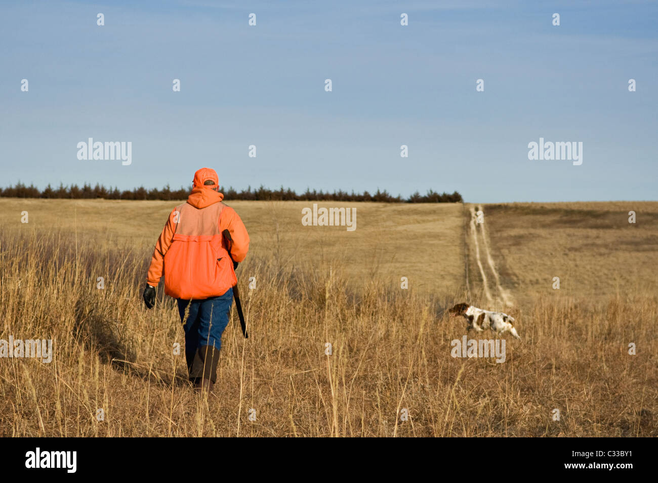 Upland Bird Hunter Walking in Field while a Brittany Spaniel Hunts in ...