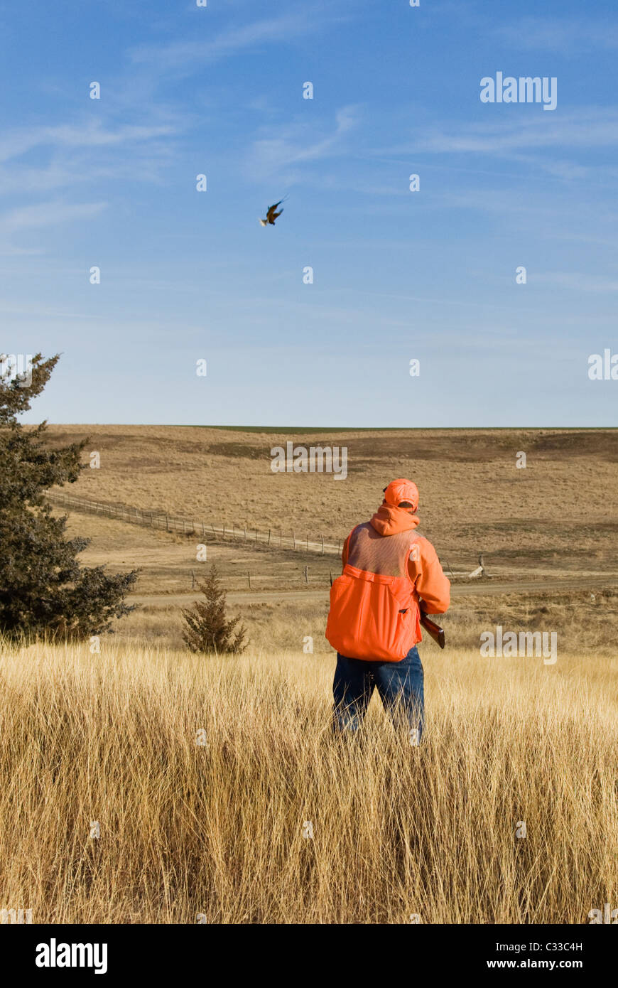 Sequence of Upland Bird Hunter Shooting Flying Rooster during a ...