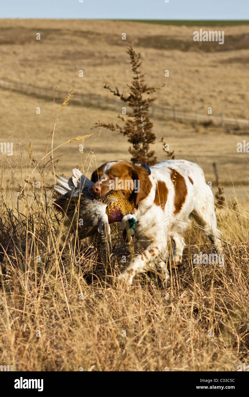 Sequence of Upland Bird Hunter Shooting Flying Rooster with a Retrieve ...