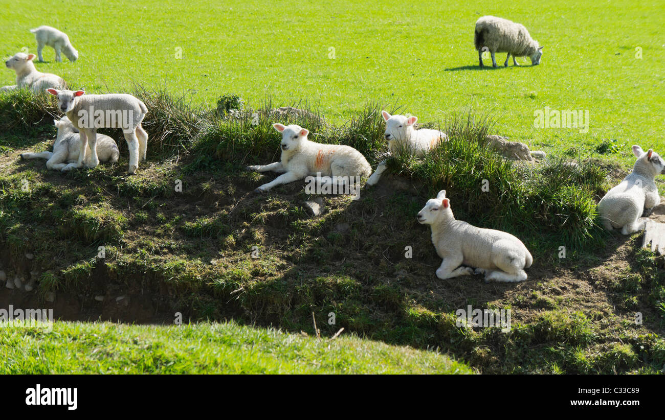 Scottish spring lamb hi-res stock photography and images - Alamy