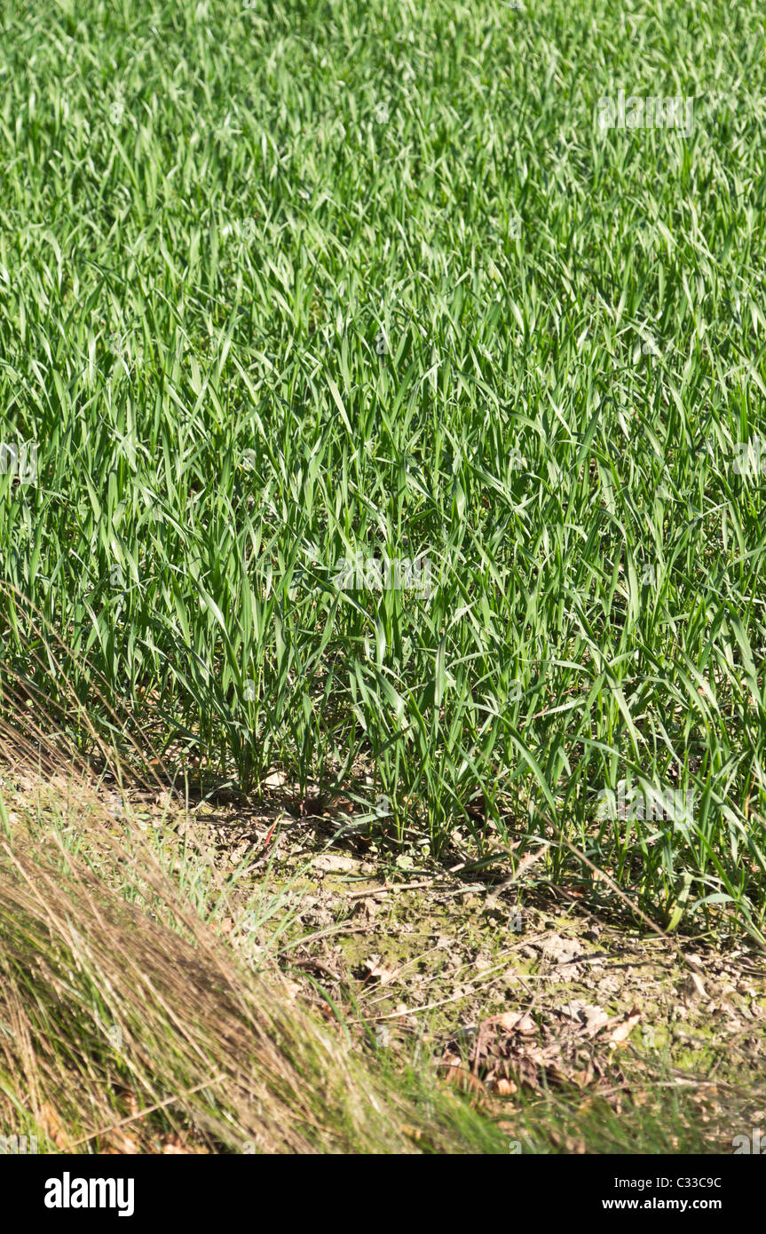 Spring wheat crop showing excellent growth in April in southern ...