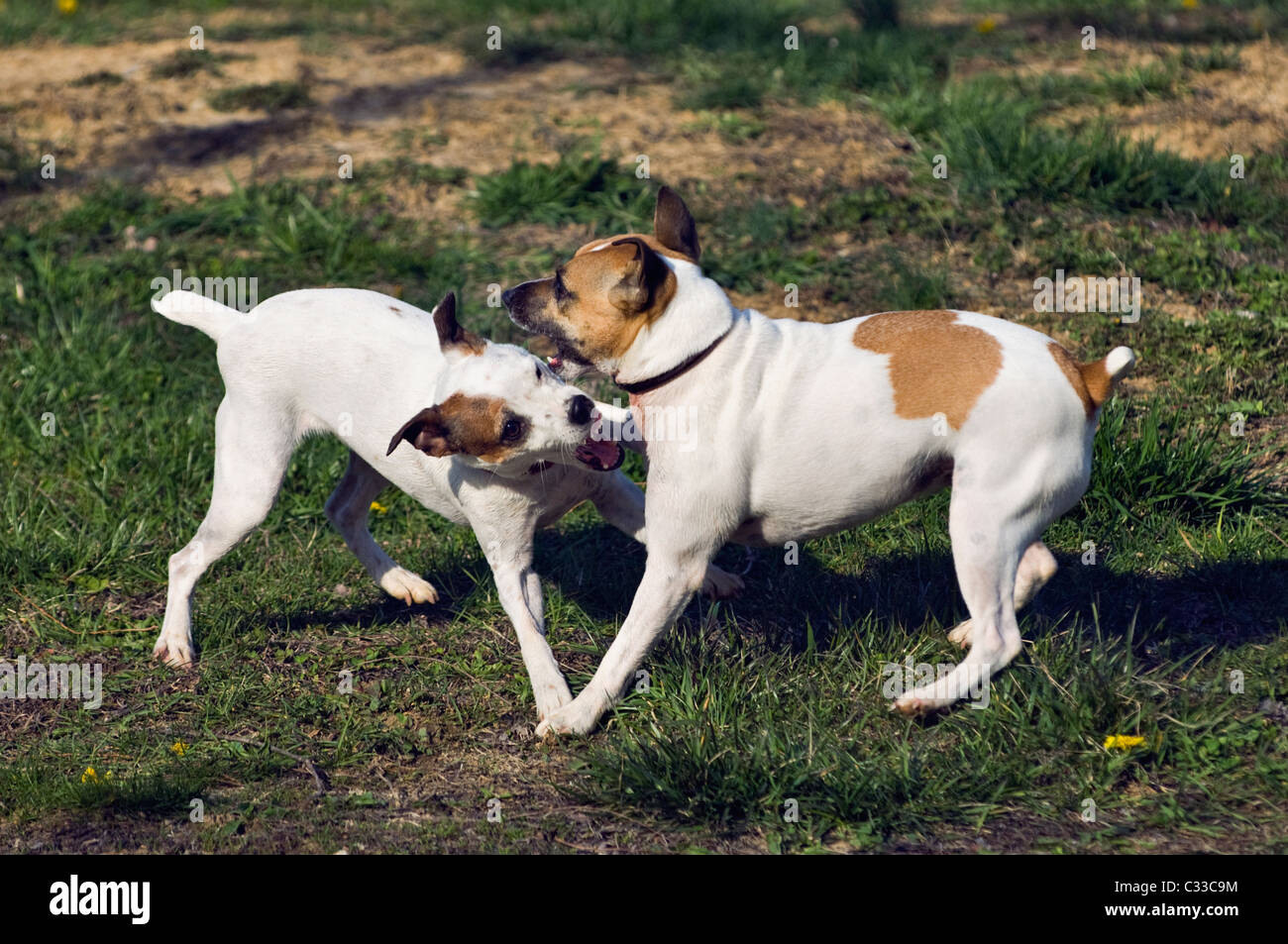 Russell attack hi-res stock photography and images - Alamy