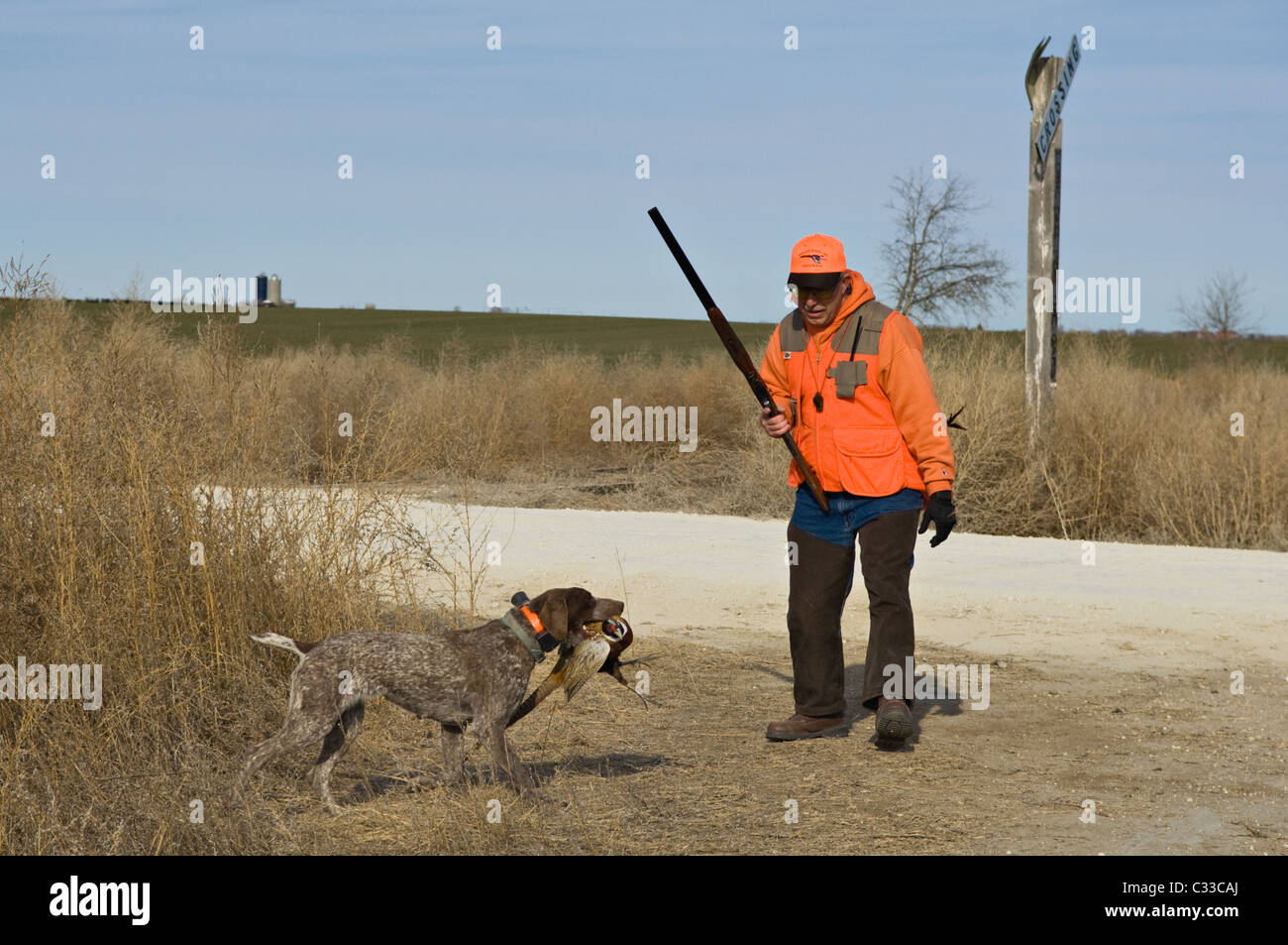German Shorthair Pointer Retrieving Rooster to Upland Hunter during a ...