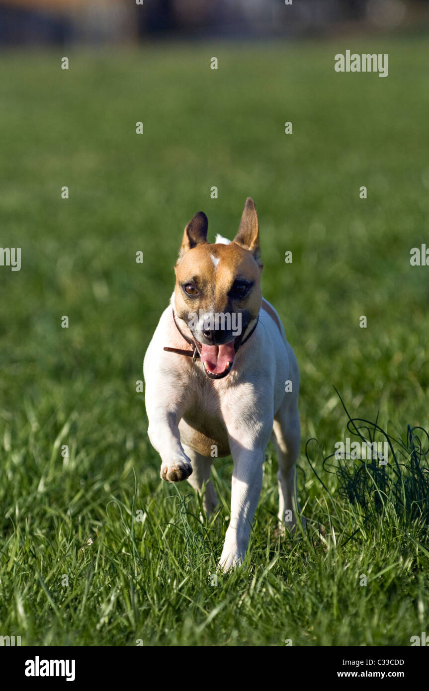 Jack Russell Terrier Running through Field in Floyd County, Indiana ...