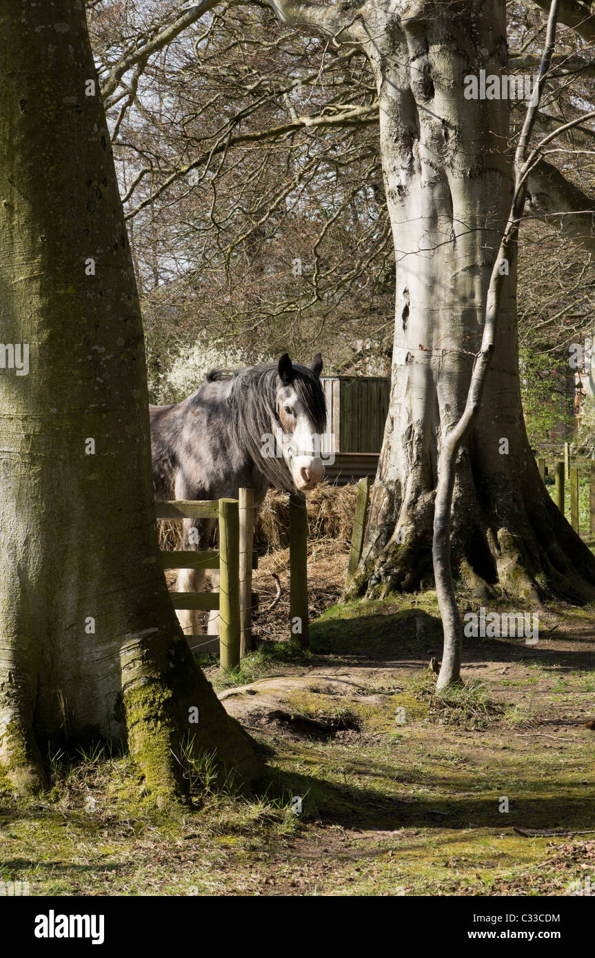 Horse in woodland scene with stables behind Stock Photo - Alamy