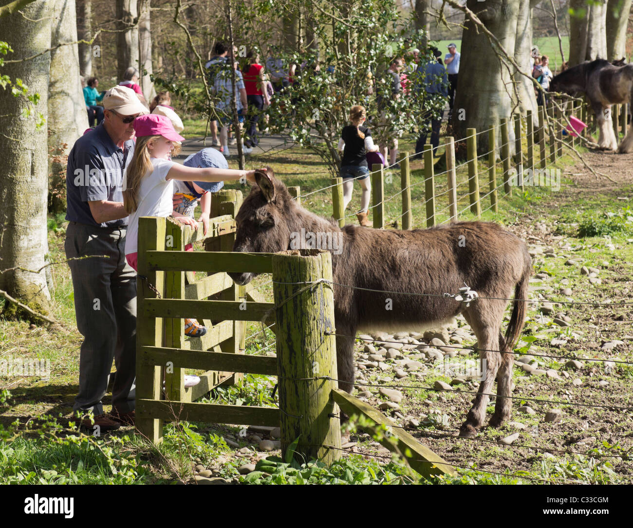 Donkey Sanctuary, The Holmes, St Boswells - Donkeyheaven. Rescue centre ...