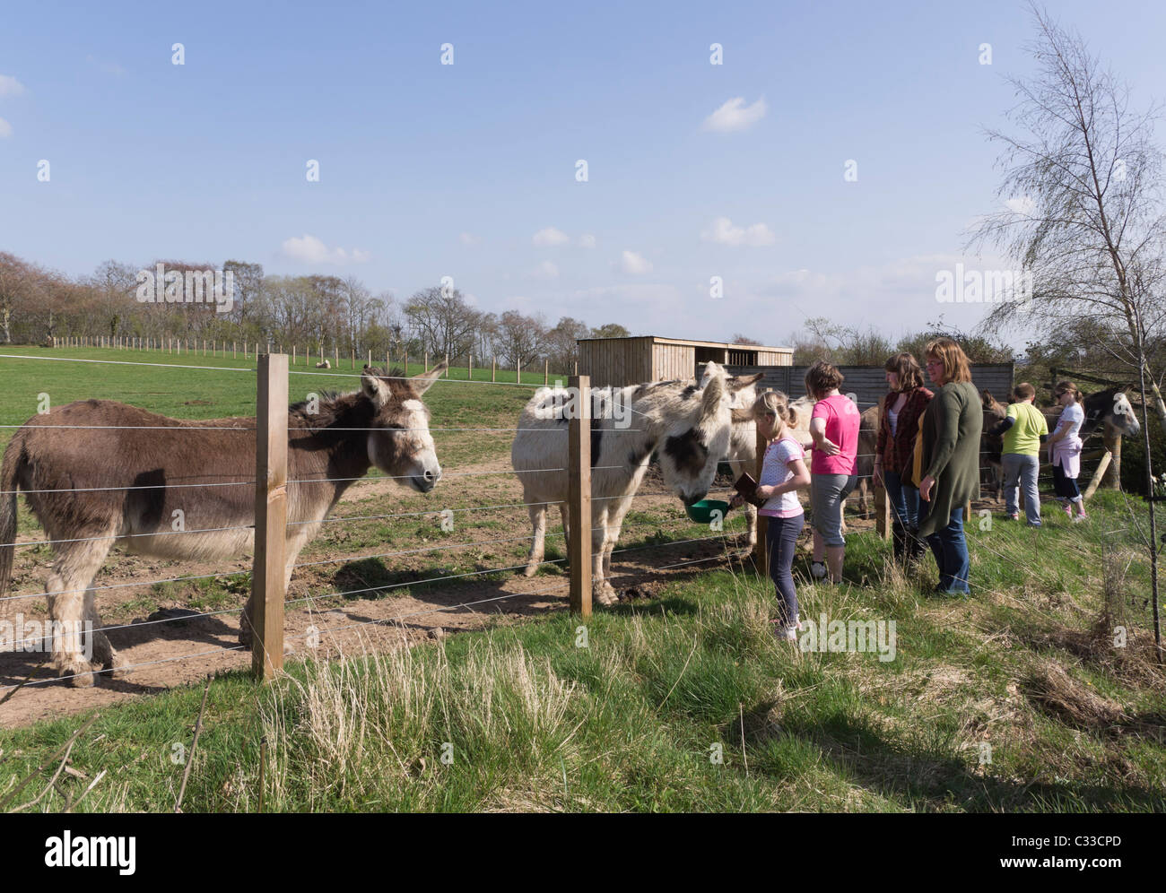 Donkey Sanctuary, The Holmes, St Boswells - Donkeyheaven. Rescue centre ...