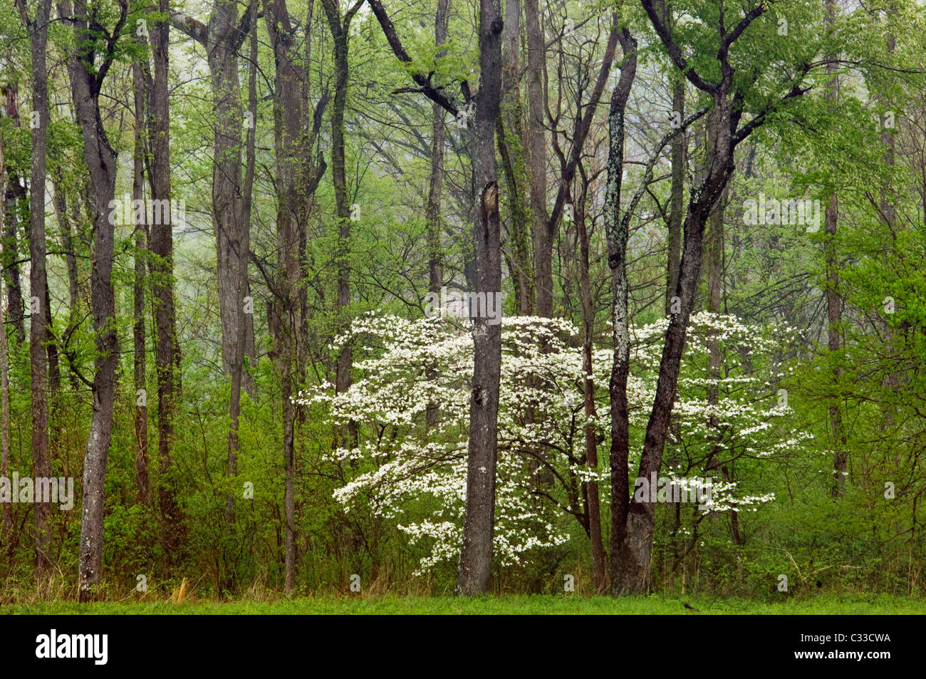 Dogwoods in Bloom in Woods in Oldham County, Kentucky Stock Photo - Alamy