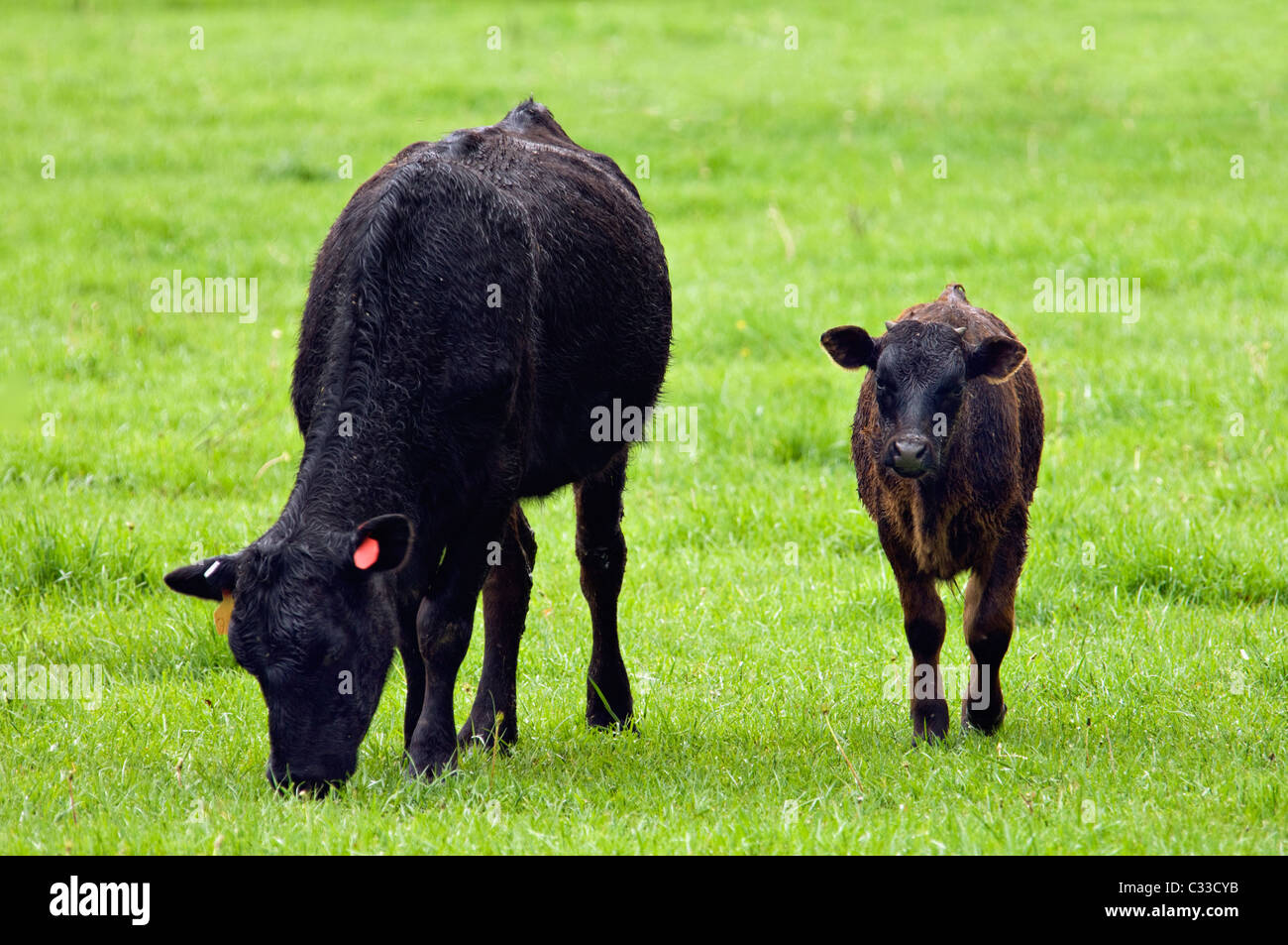 Ungulate calf hi-res stock photography and images - Alamy