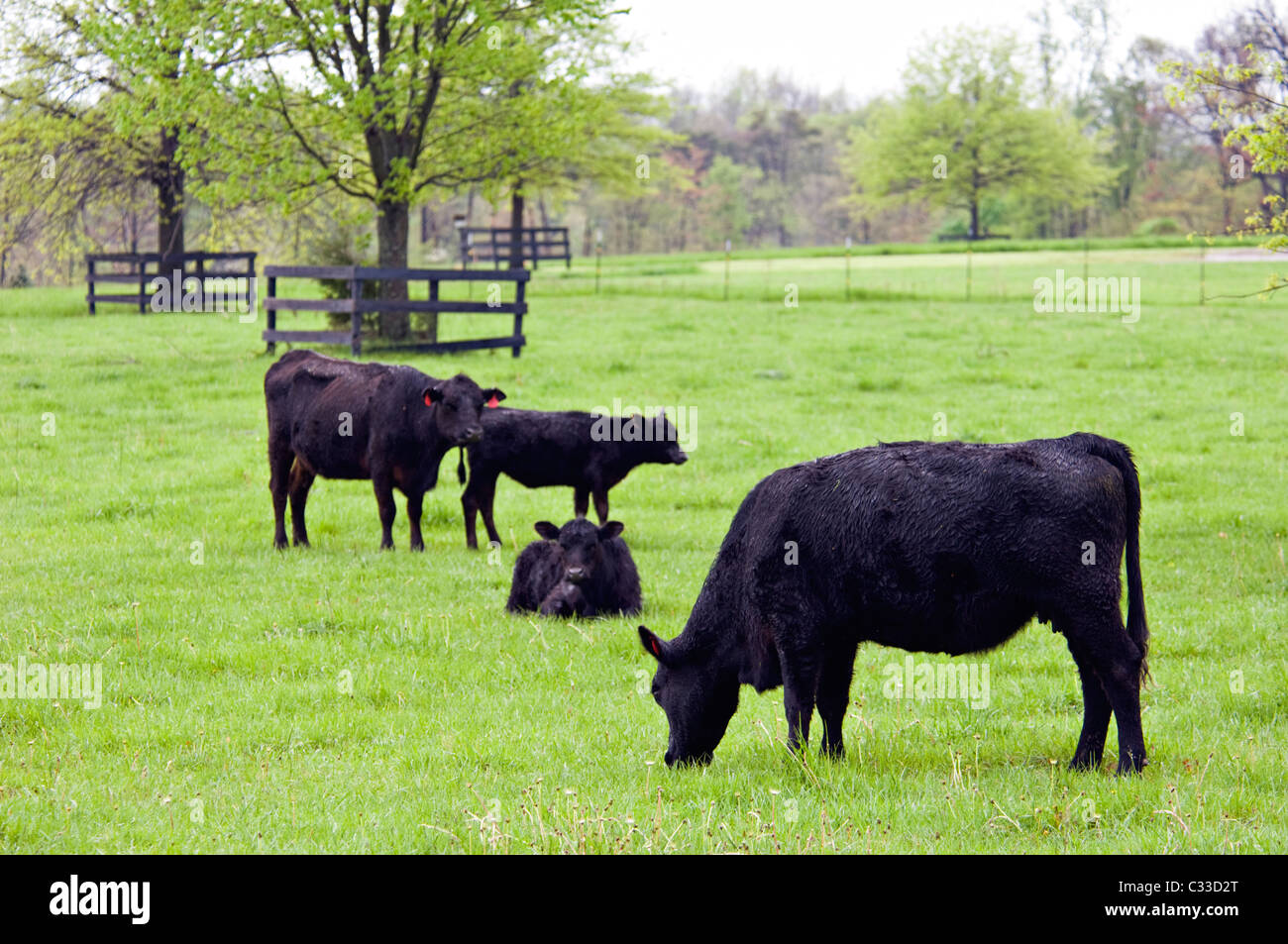 Wet cattle hi-res stock photography and images - Alamy