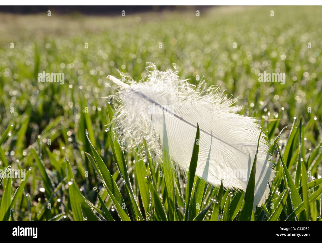 Bird feather in the morning dew hi-res stock photography and images - Alamy