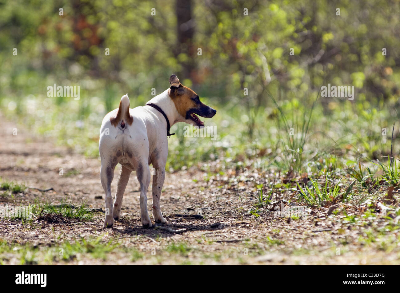 Jack Russell Terrier Standing in Woods in Floyd County, Indiana Stock ...