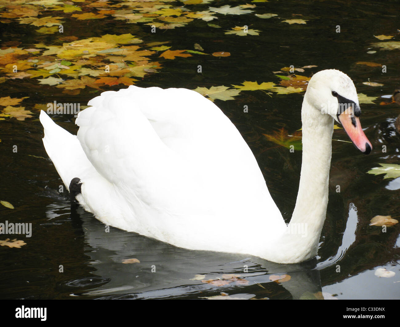 white swan floating in a lake Stock Photo - Alamy