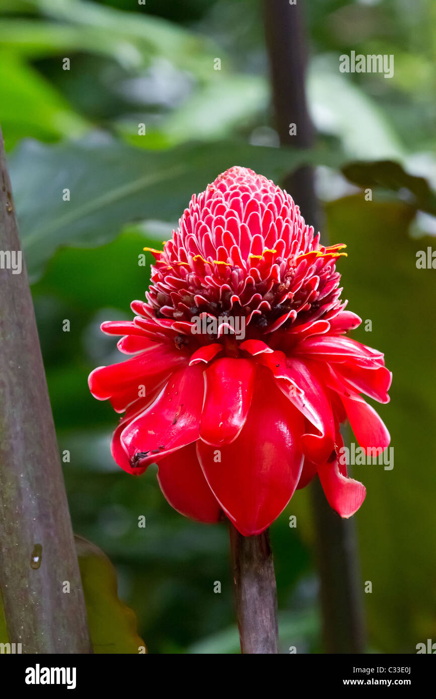 Ornamental ginger hi-res stock photography and images - Alamy