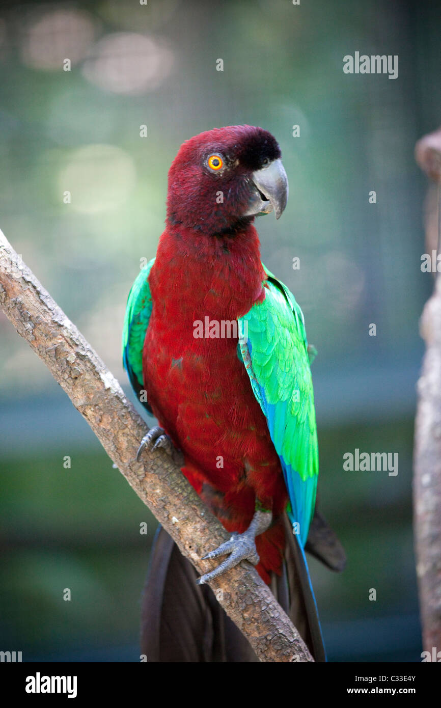 Red breasted bird hi-res stock photography and images - Alamy