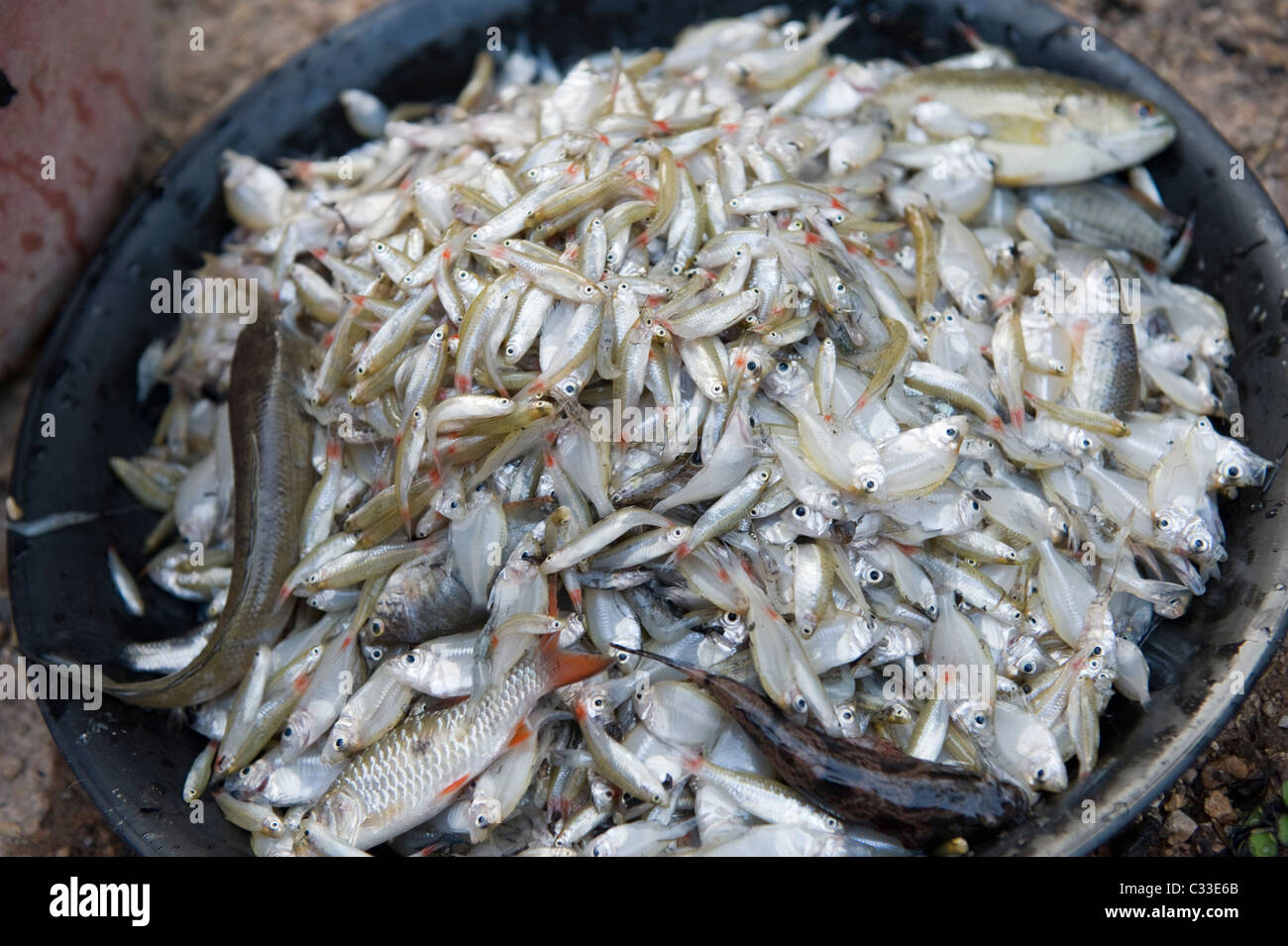 Net fish bucket hi-res stock photography and images - Alamy