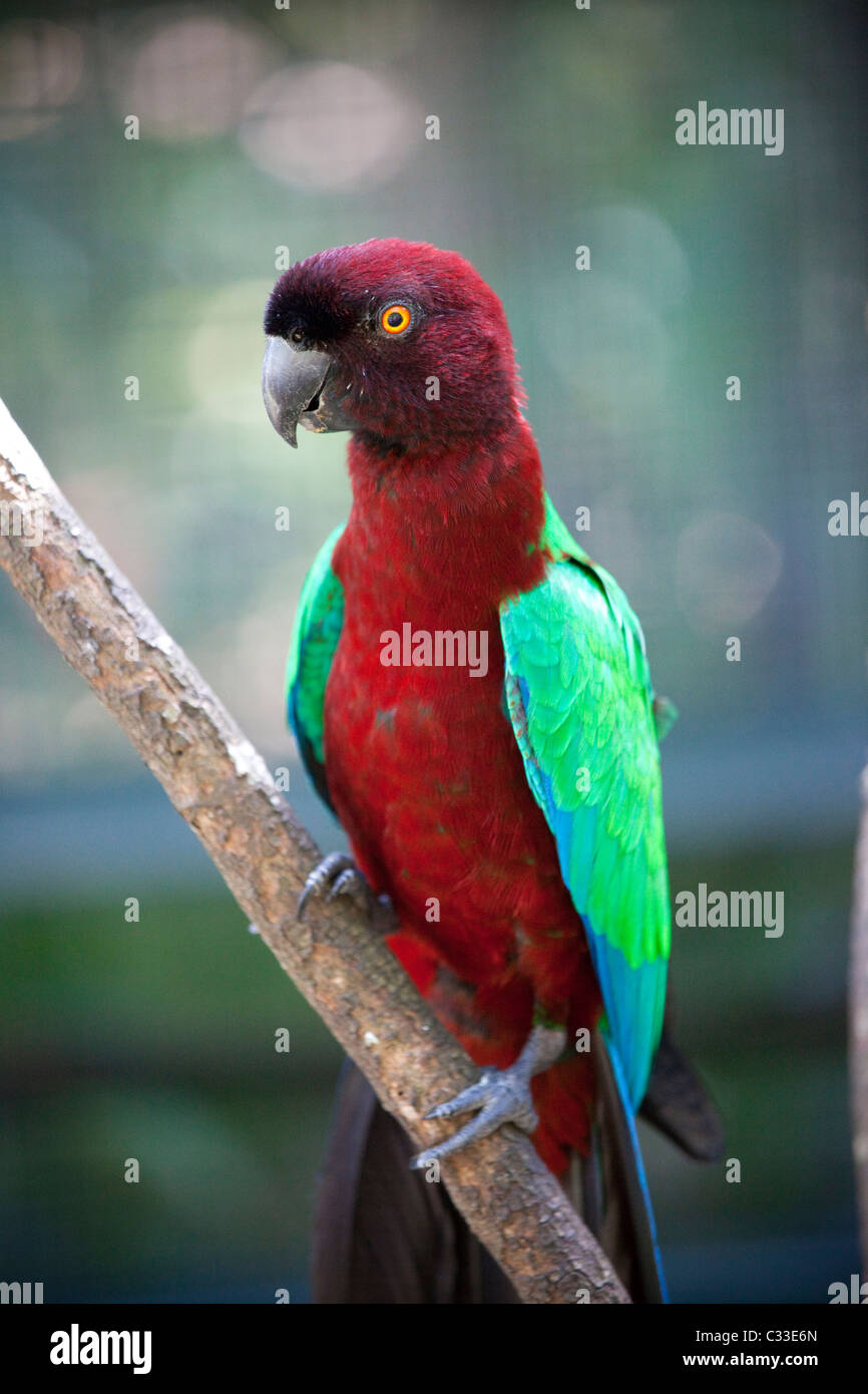 Red-Breasted Musk Parrot, Prosopeia tabuensis taviunesis, Kaka, Kula ...