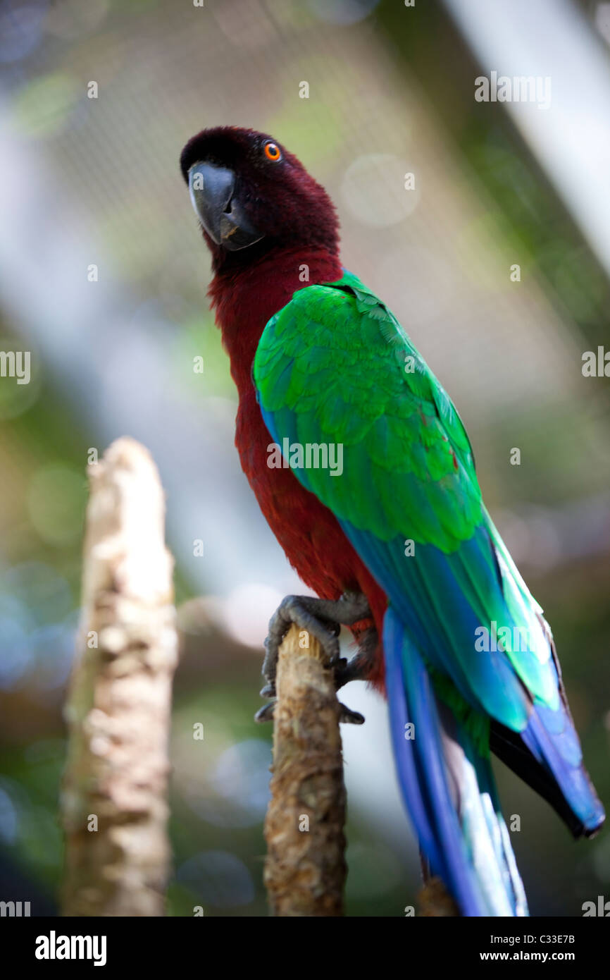 Red-Breasted Musk Parrot, Prosopeia tabuensis taviunesis, Kaka, Kula ...