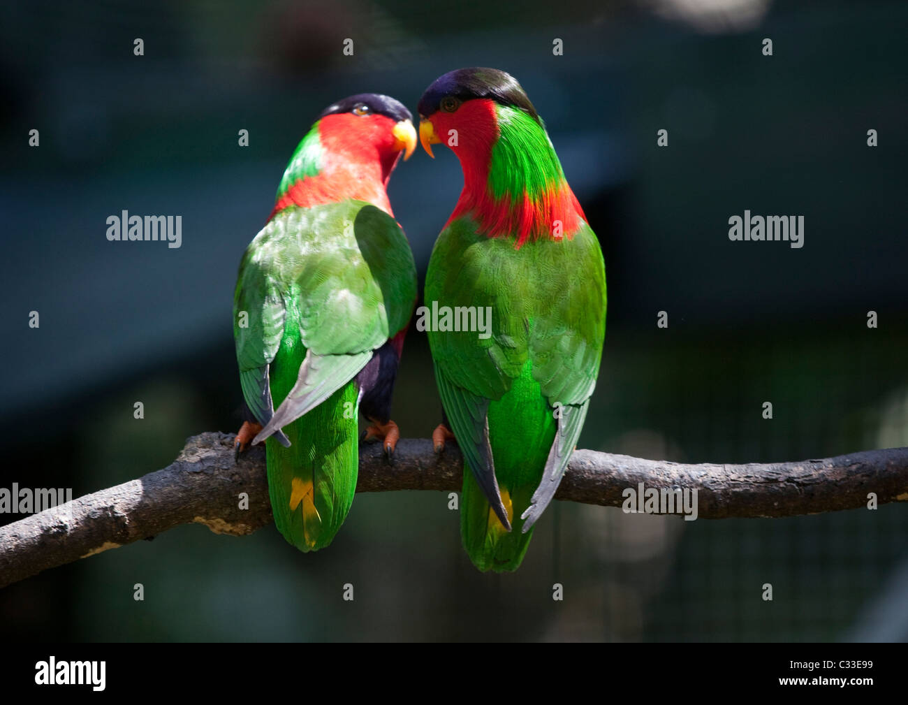 Collared Lory, Kula Bird, Phigysis solitarius, Kaka, Kula Eco Park ...