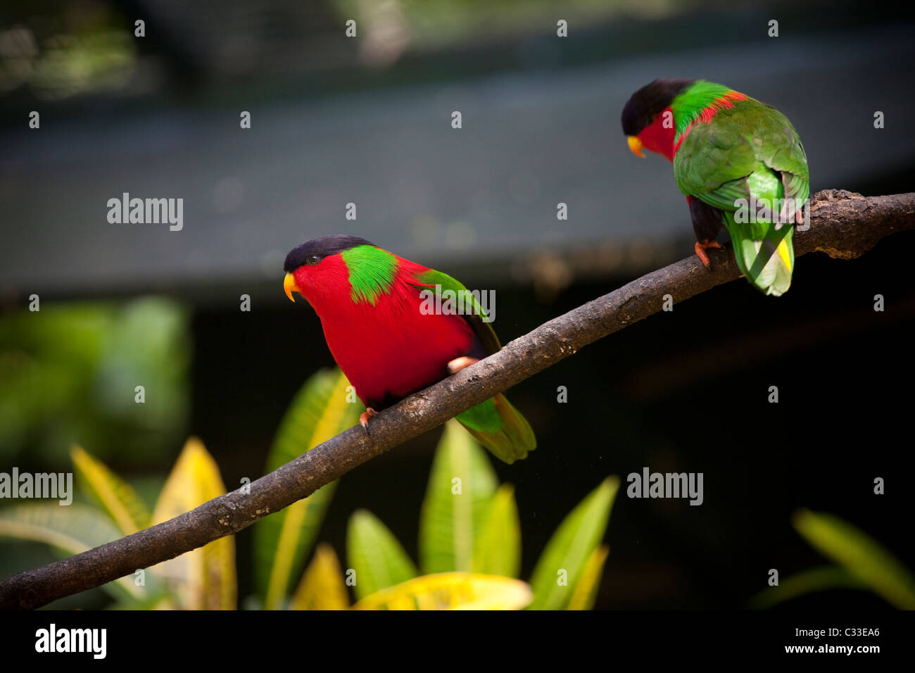 Collared Lory, Kula Bird, Phigysis solitarius, Kaka, Kula Eco Park ...