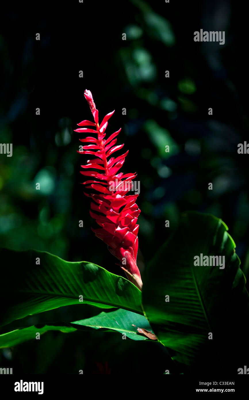 Fiji flower hi-res stock photography and images - Alamy