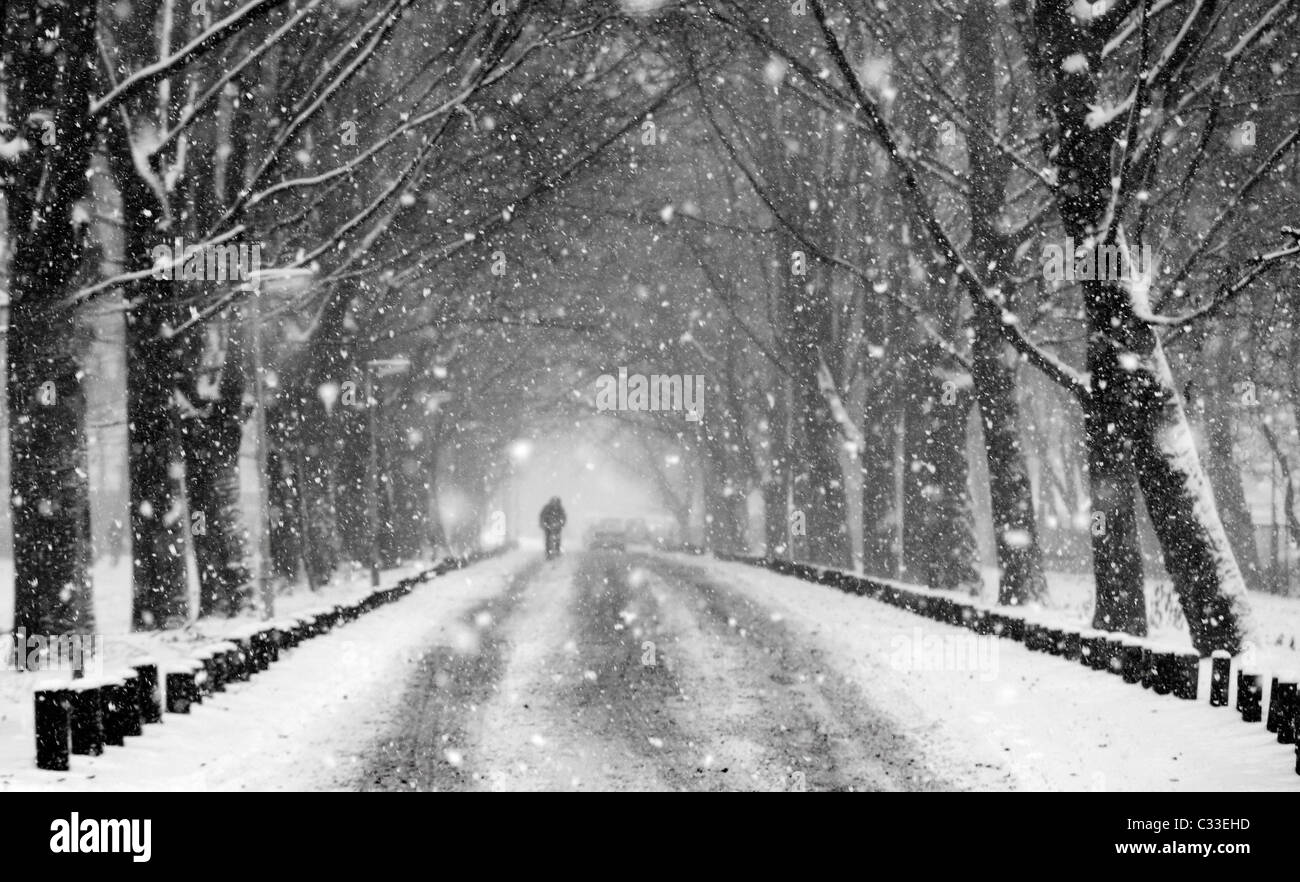 Winter snow blizzard in tree alley street with dark cyclist in distance ...