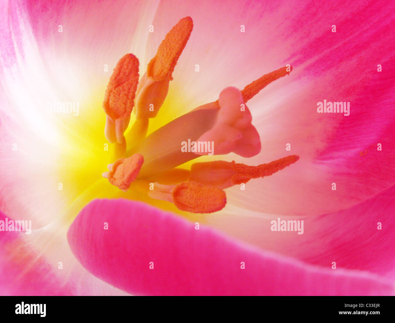 Inside tulip hi-res stock photography and images - Alamy
