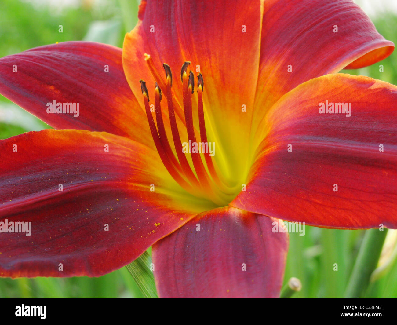 close up photo of purple lily Stock Photo - Alamy