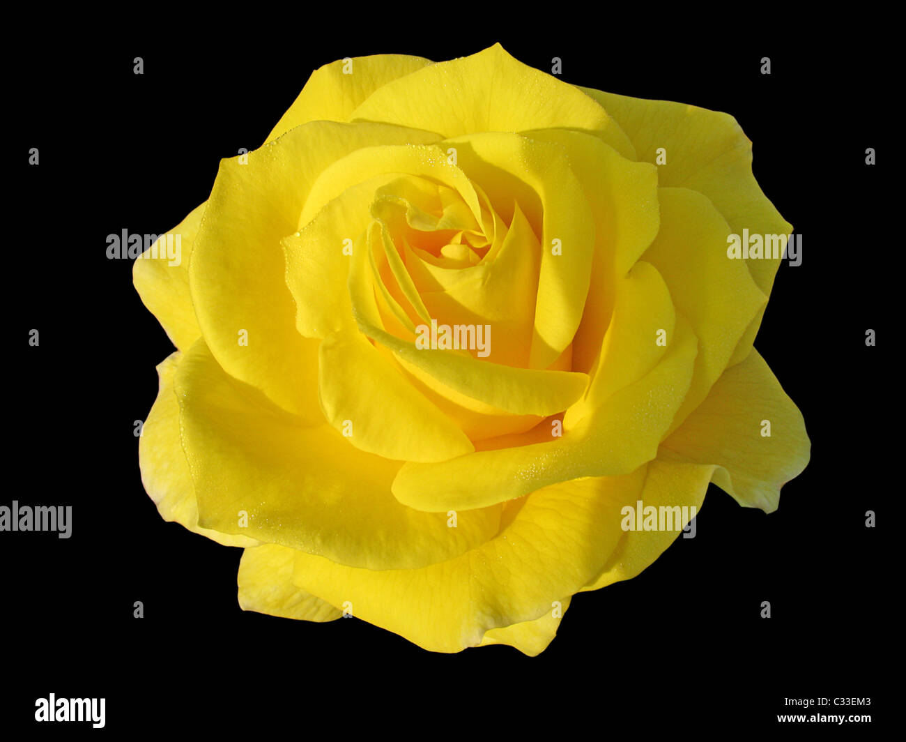 yellow rose over black Stock Photo - Alamy