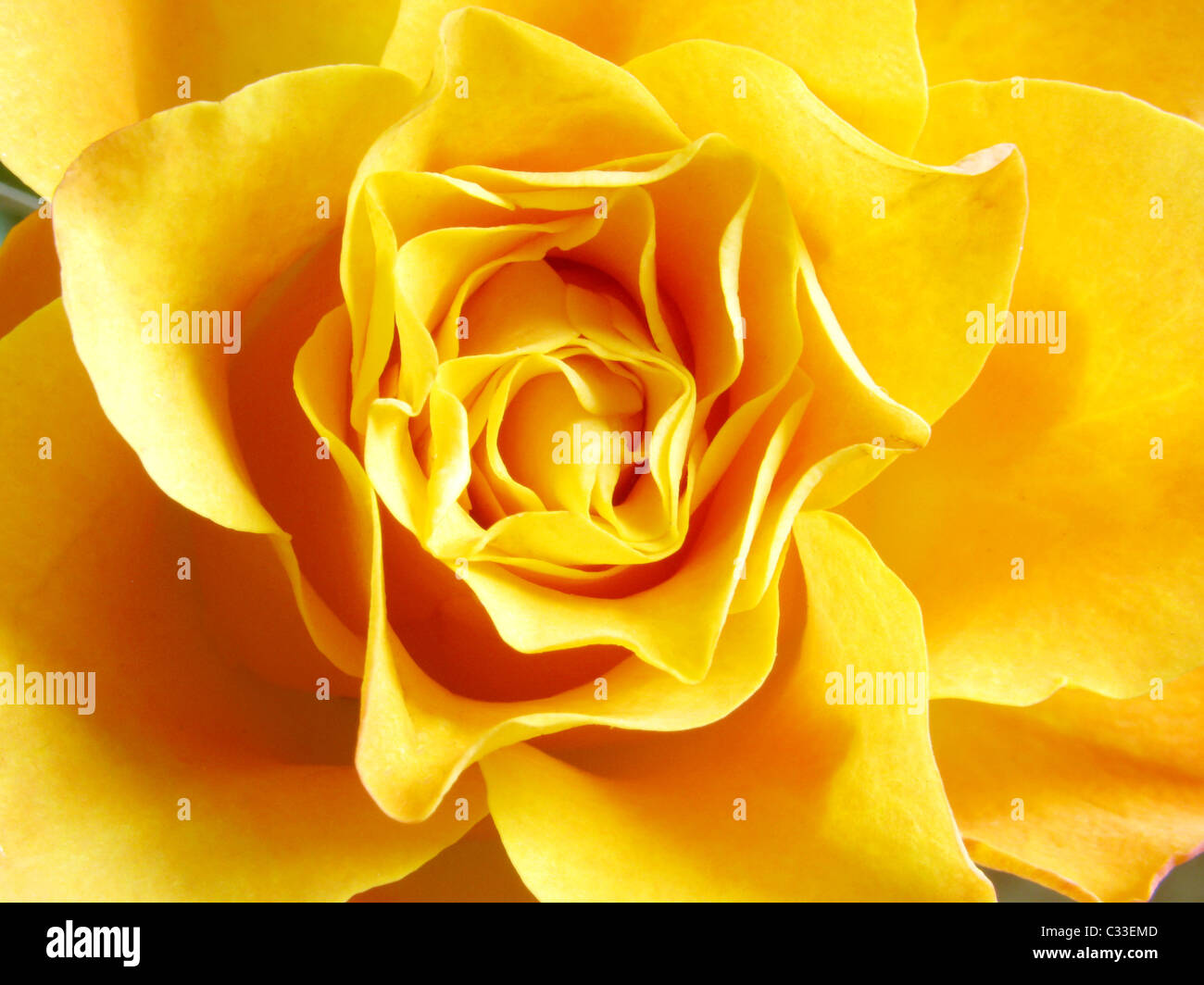close up photo of yellow rose bud Stock Photo - Alamy