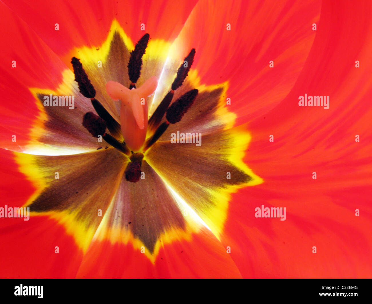 inside of tulip Stock Photo - Alamy