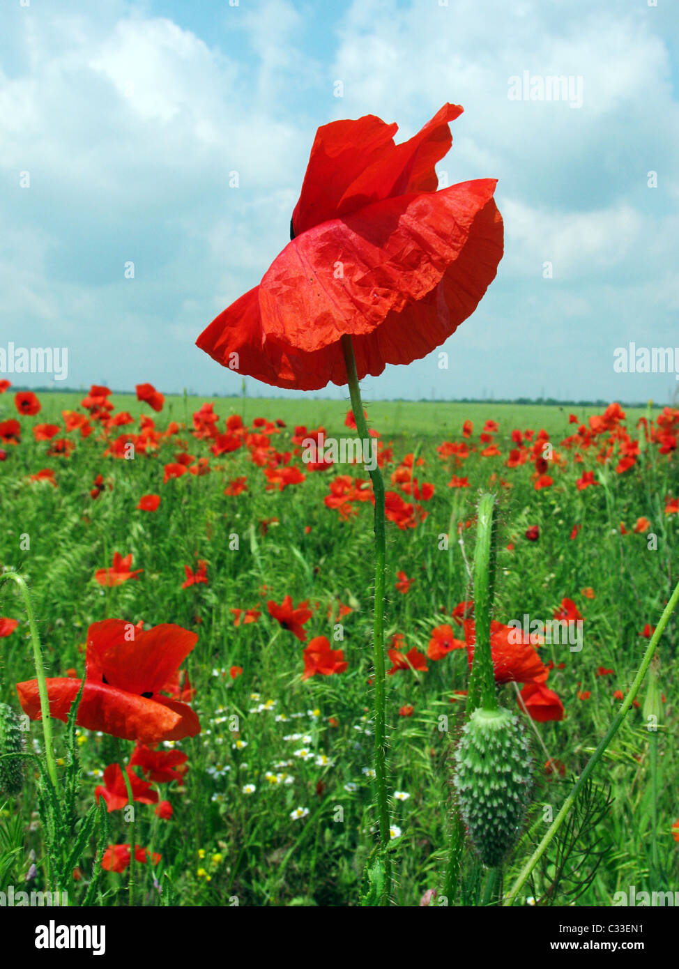 wild red poppies Stock Photo - Alamy