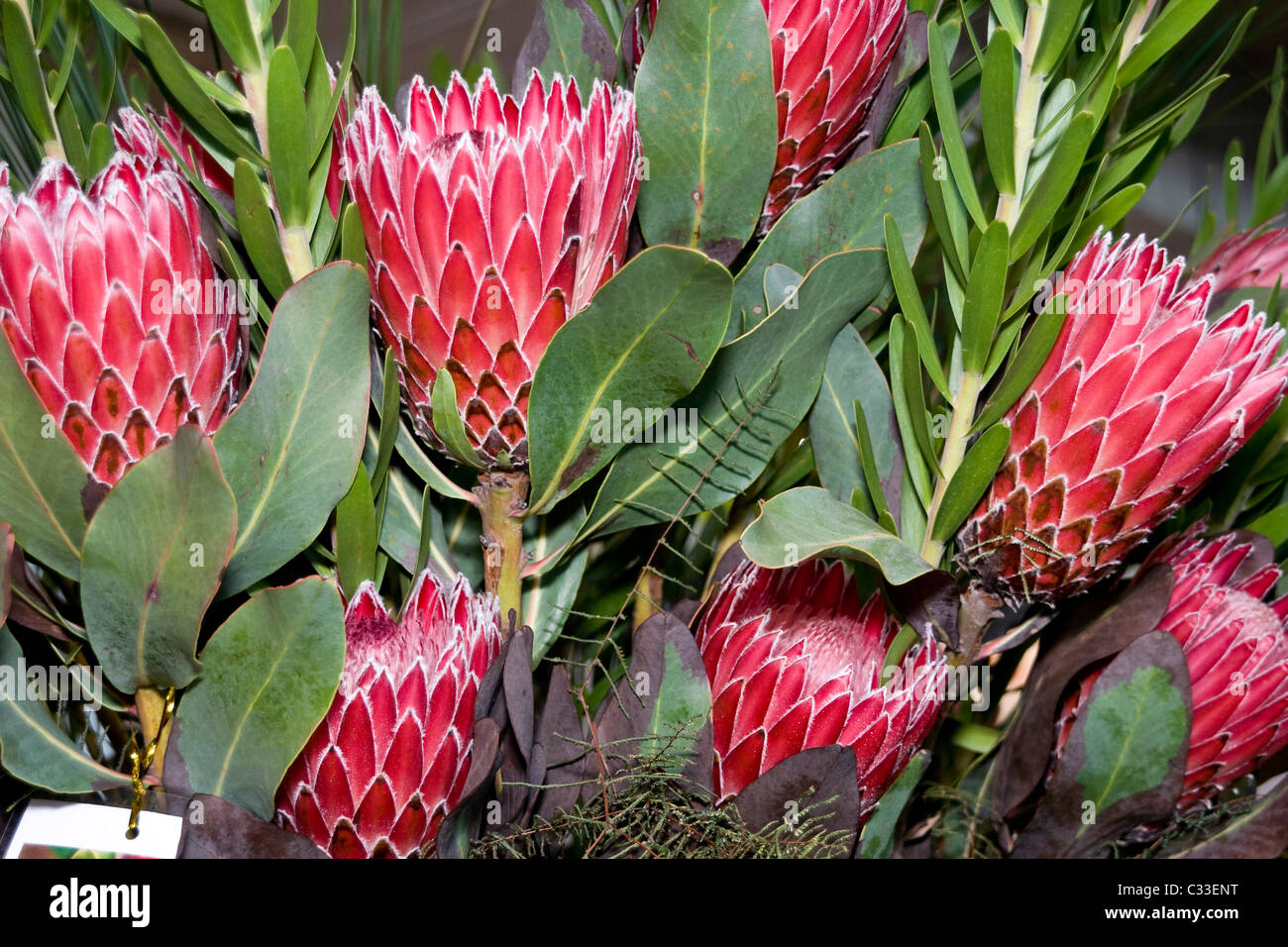 King protea bloom hi-res stock photography and images - Alamy