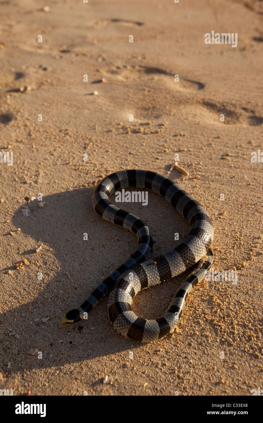 Banded snake hi-res stock photography and images - Alamy