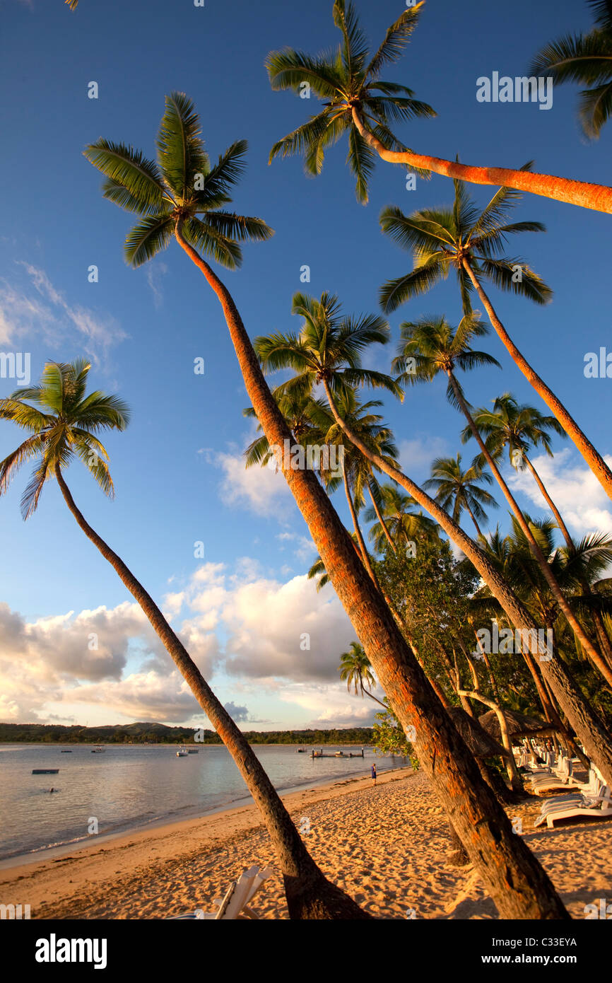 Fiji palm tree hi-res stock photography and images - Alamy