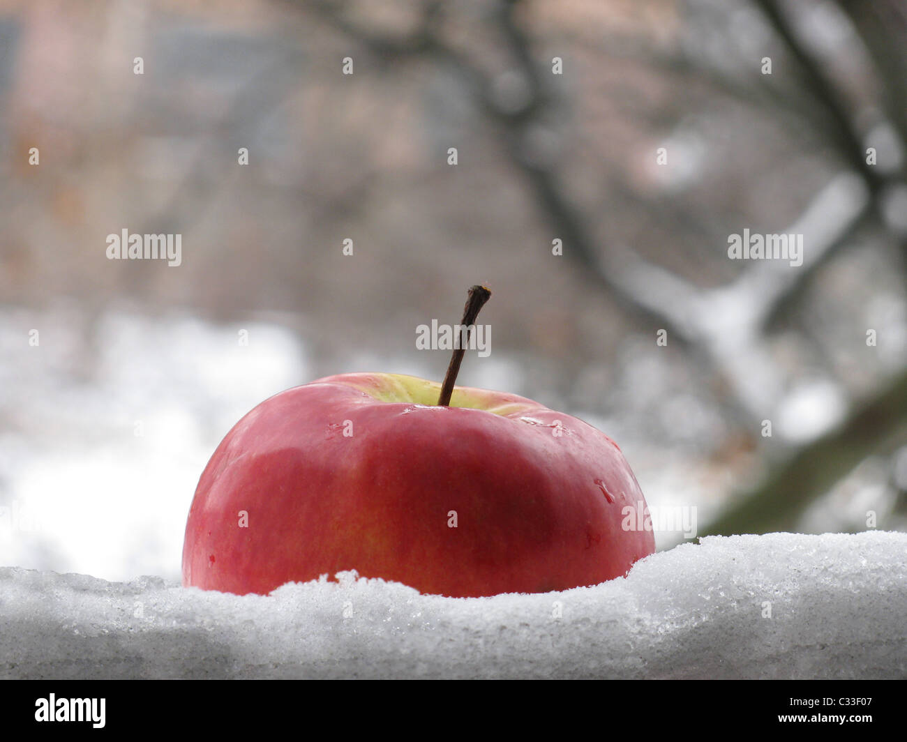 apple in snow Stock Photo - Alamy