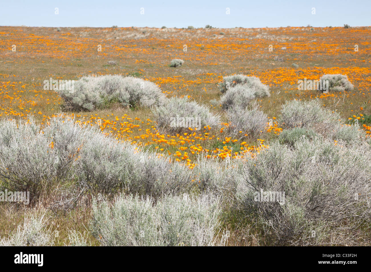 Spring wildflowers and sage, Antelope Valley, Ca Stock Photo - Alamy