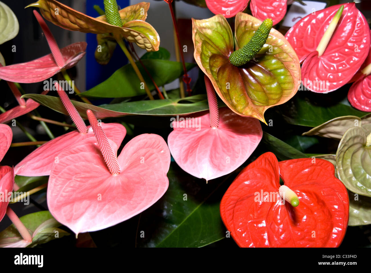 Background of Beautiful blooming flamingo flowers Stock Photo - Alamy