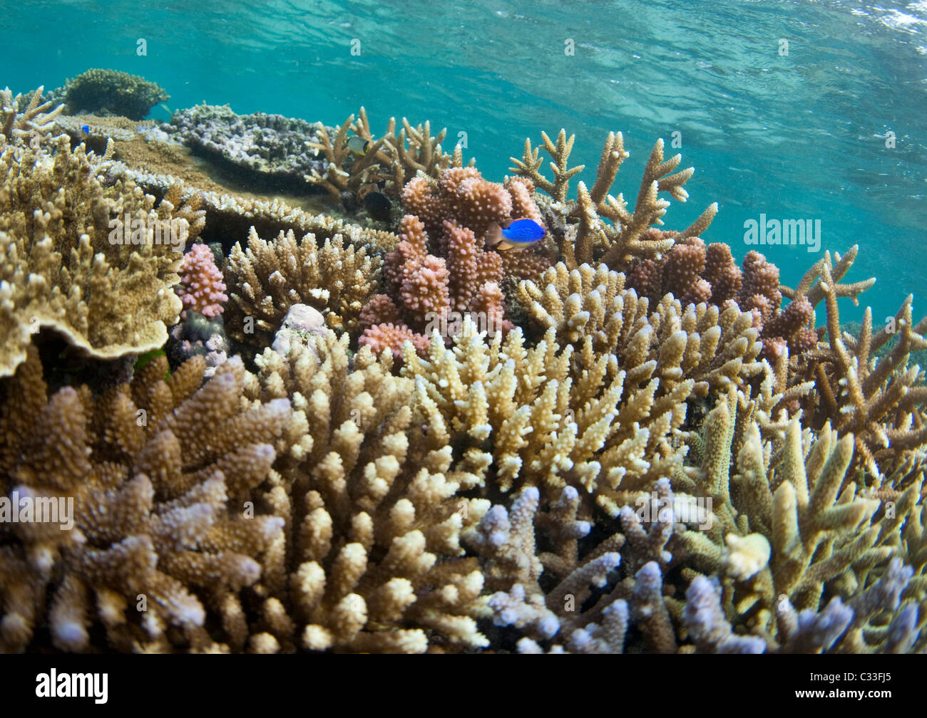 Scuba fiji islands hi-res stock photography and images - Alamy