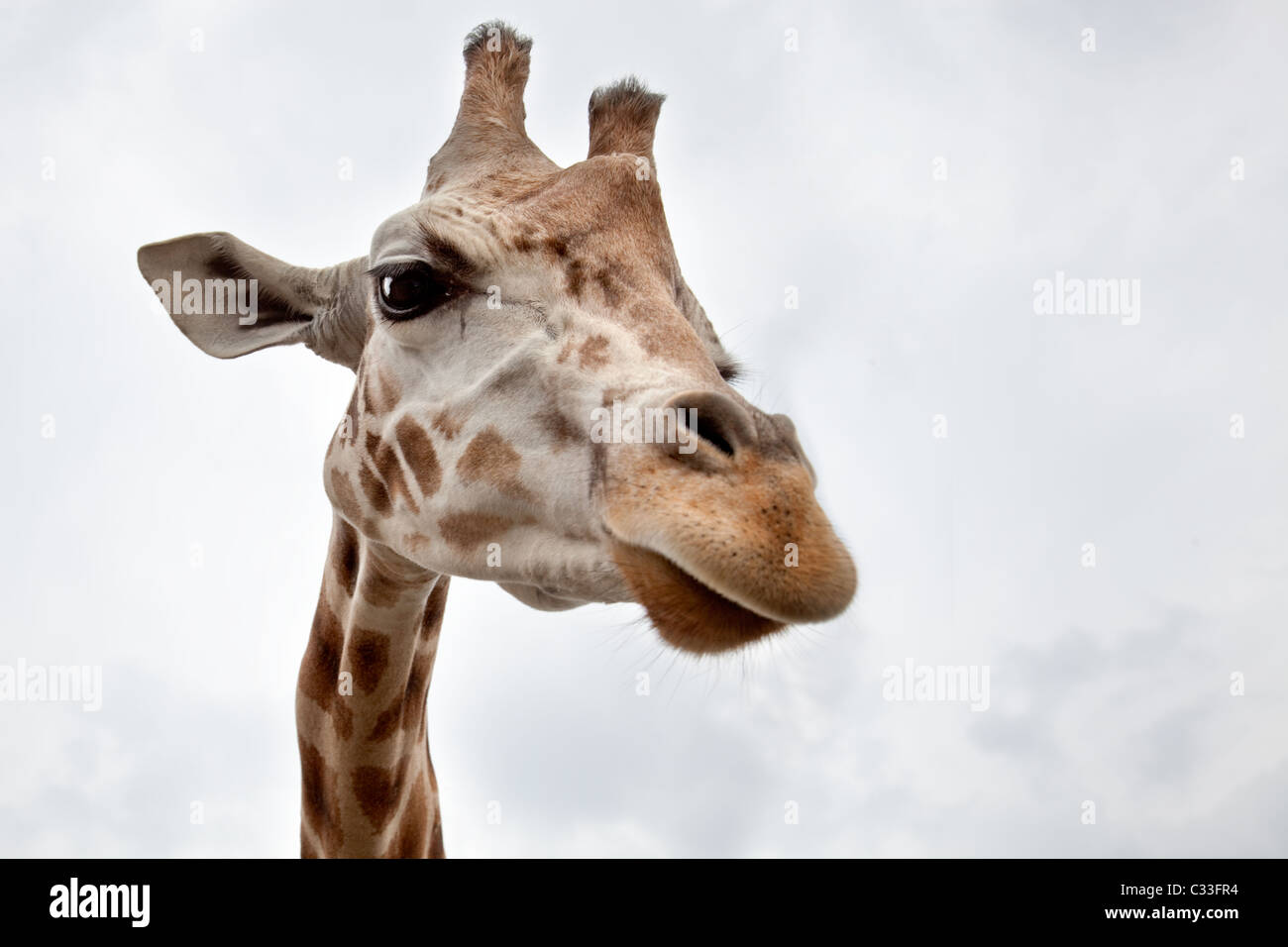 Head of a giraffe hi-res stock photography and images - Alamy