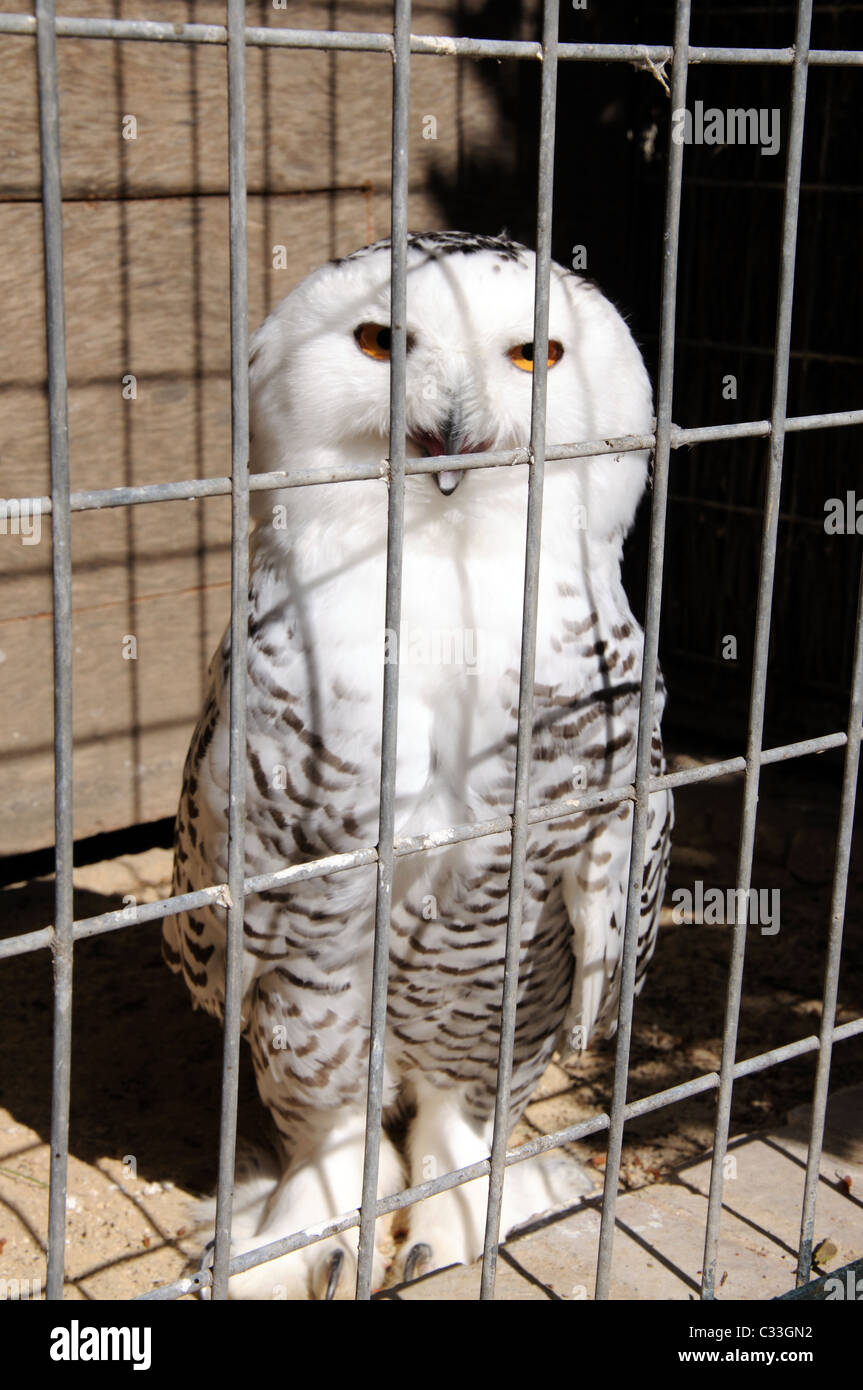 Caged wildlife hi-res stock photography and images - Alamy