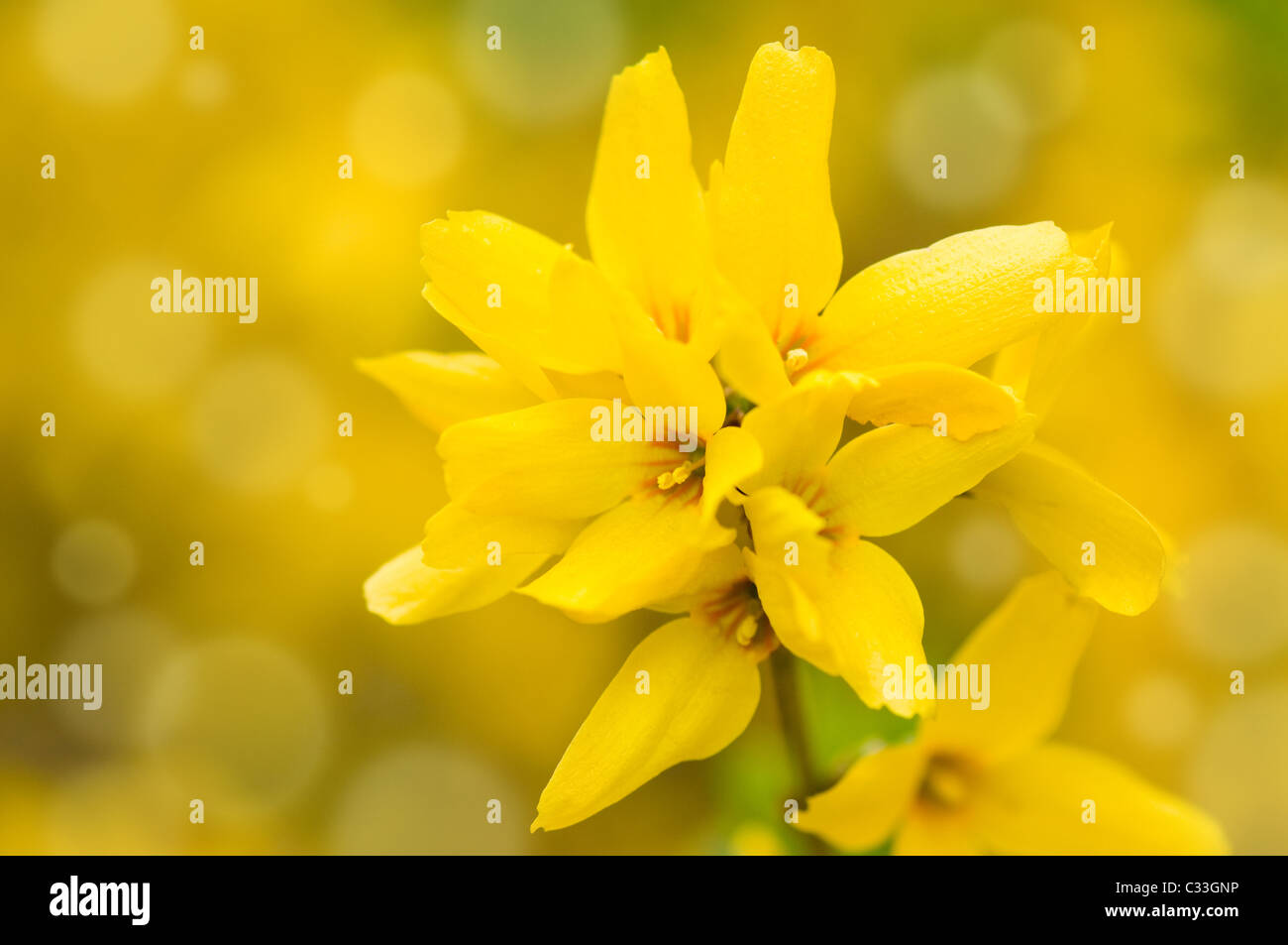 Cluster of bright yellow flowering plants hi-res stock photography and ...