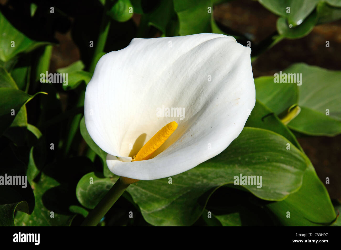 Inca lily hi-res stock photography and images - Alamy
