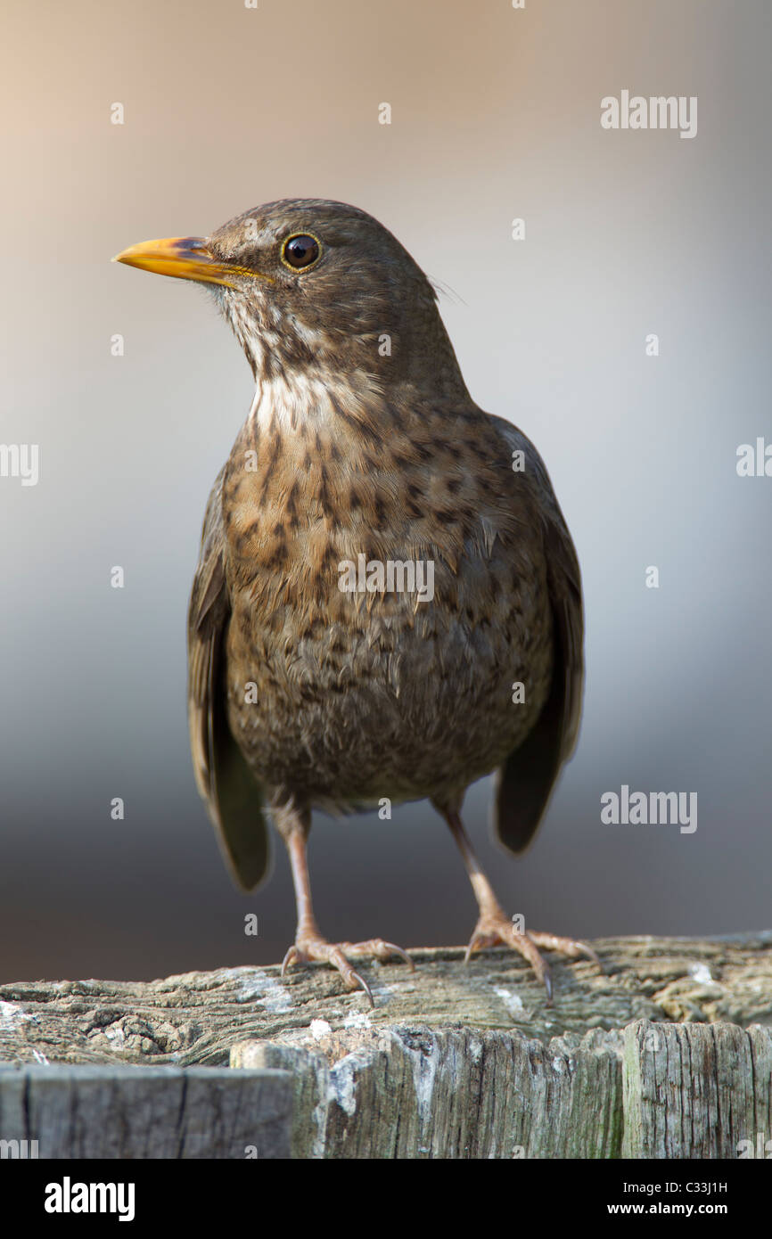 Blackbird Turdus merula (Turdidae) Female Perched Stock Photo - Alamy