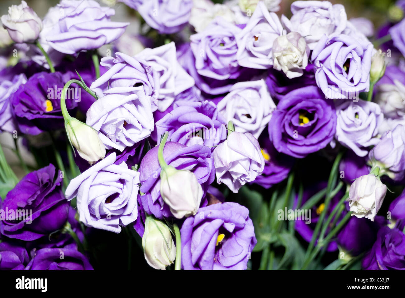 Background of Beautiful blooming flowers Stock Photo - Alamy