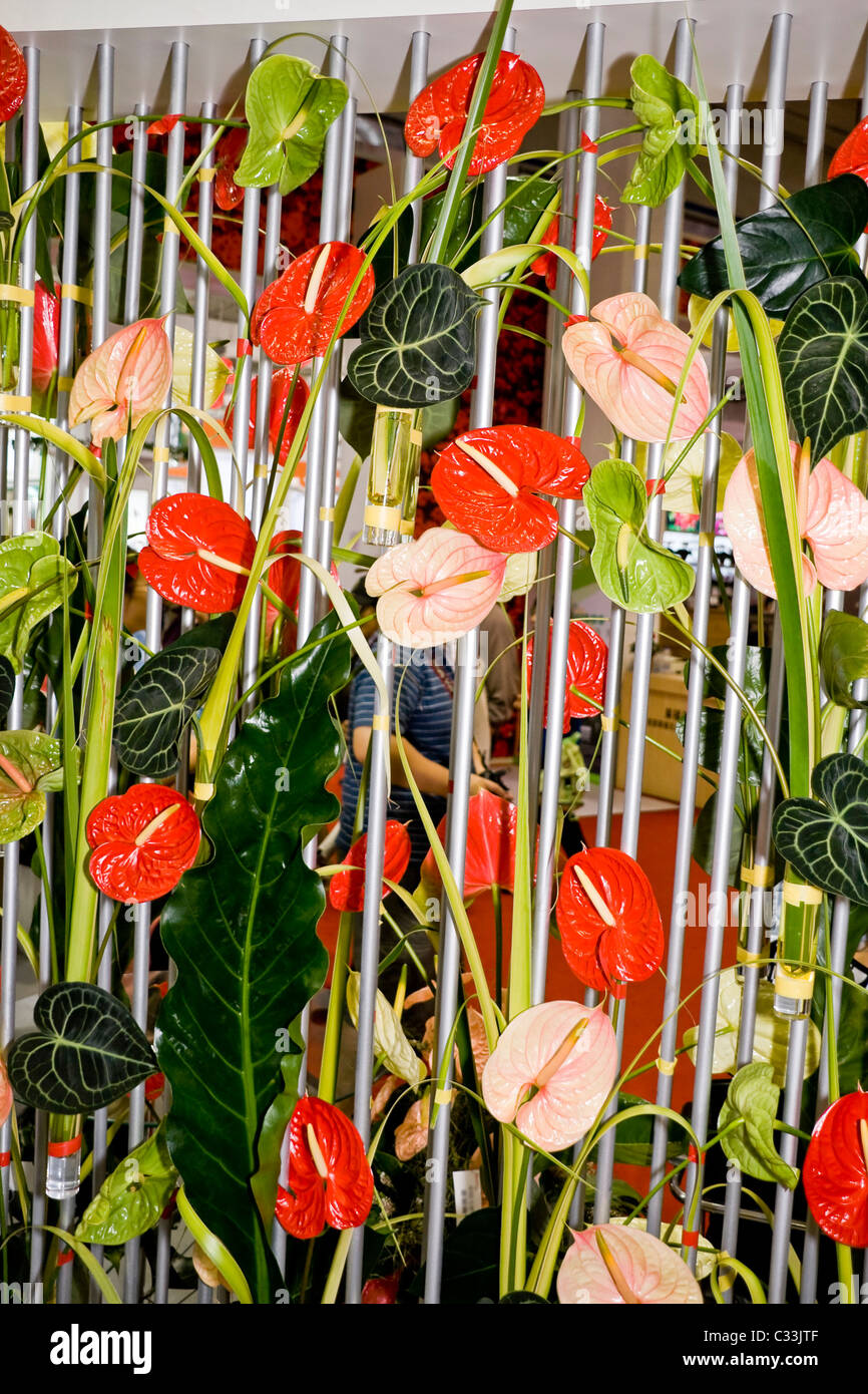 Flamingo flowers hi-res stock photography and images - Alamy