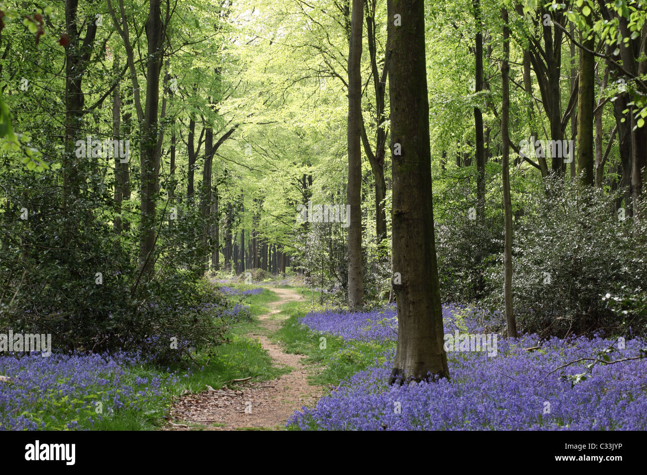 Path through the bluebells flowering in spring in West Woods bluebell ...