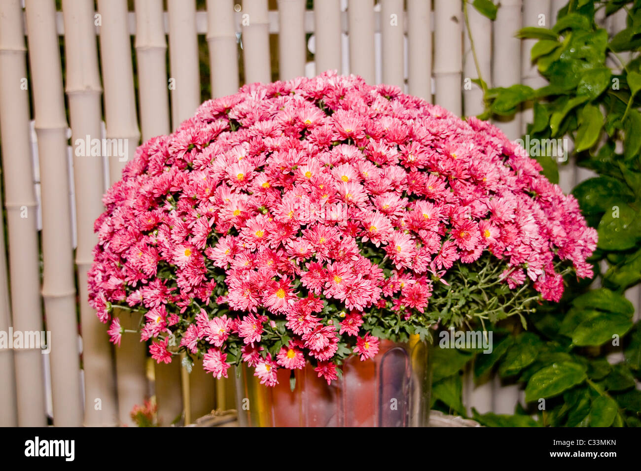 Background of Beautiful blooming flowers Stock Photo - Alamy